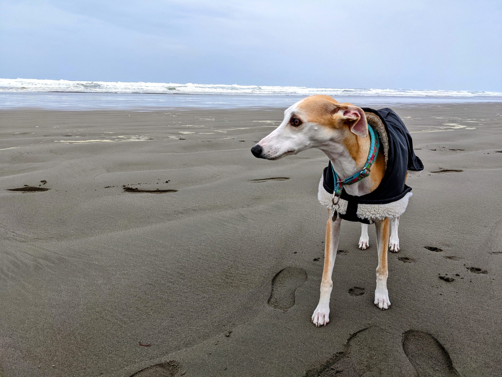 May Pet of the Month – Meet Ginger: Our Whippet Wonder of the Month! 🌟 ...