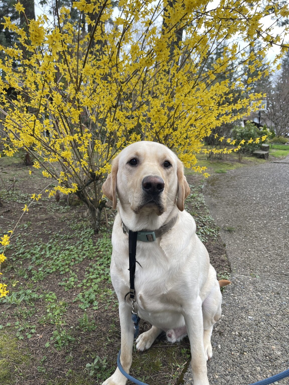 April Pet of the Month – 🐾 Meet Obi-Wan Kenobi: Our Dog of the Month! 🌟 ...