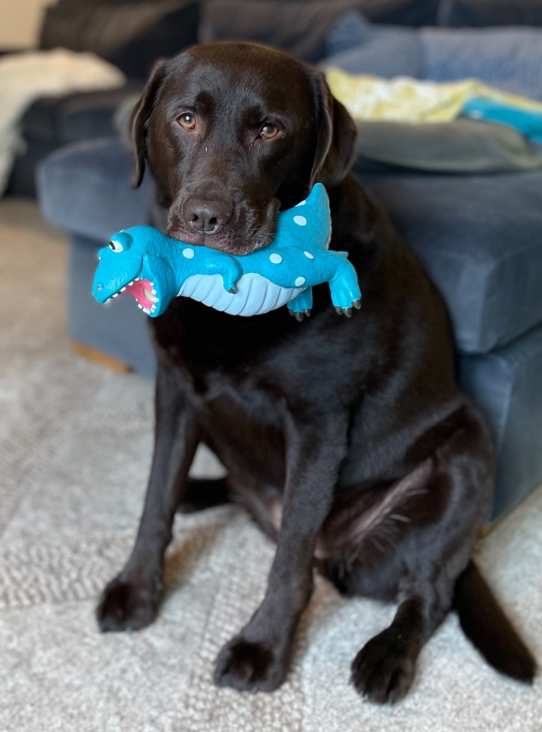 August Pet of the Month – Meet Charlie! 🐾 – Palisades Neighborhood ...