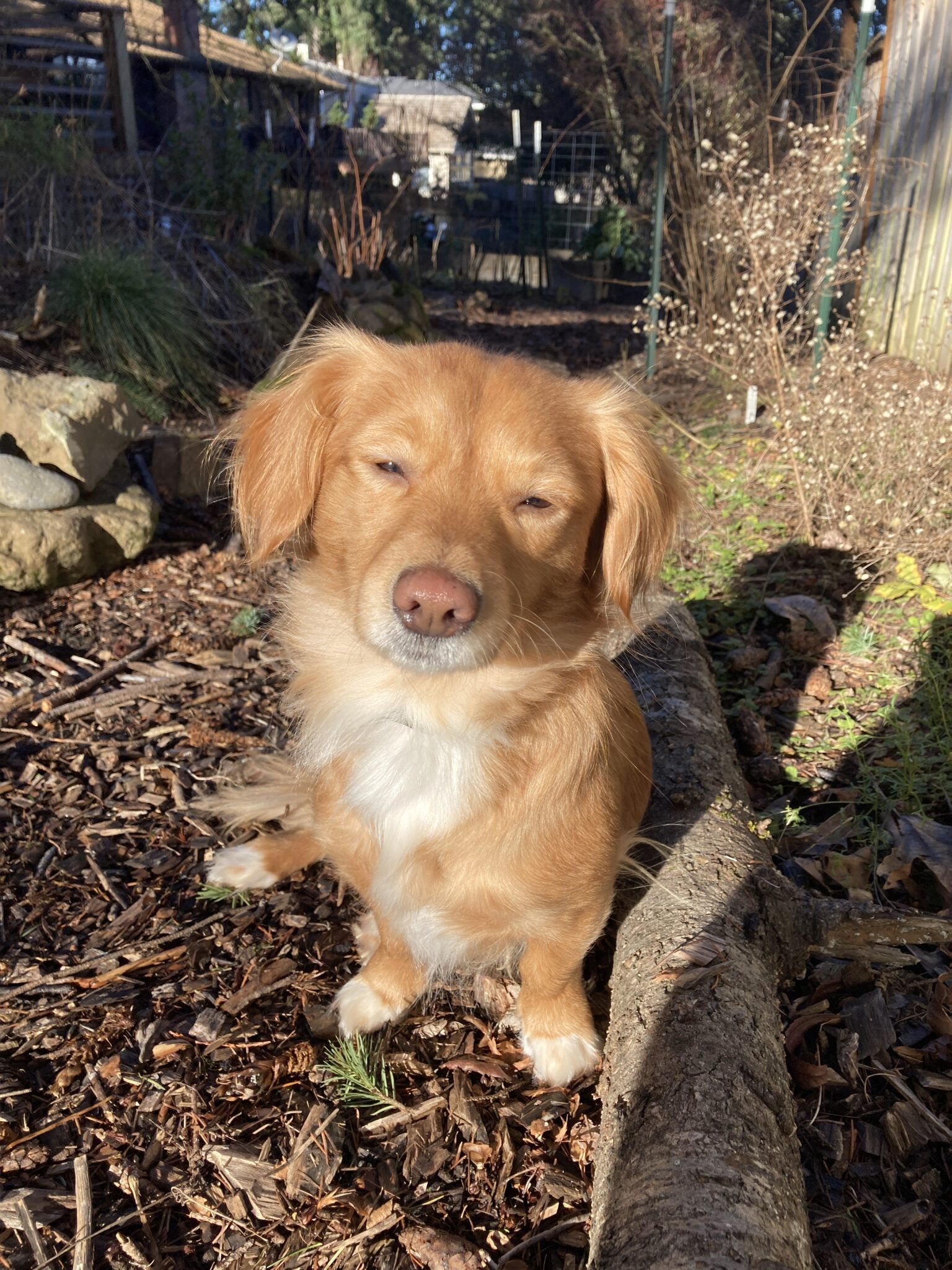 🏆🐾 Palisades Pet of the Month: Albert Lawrence Arthur Peterson-Melissa ...